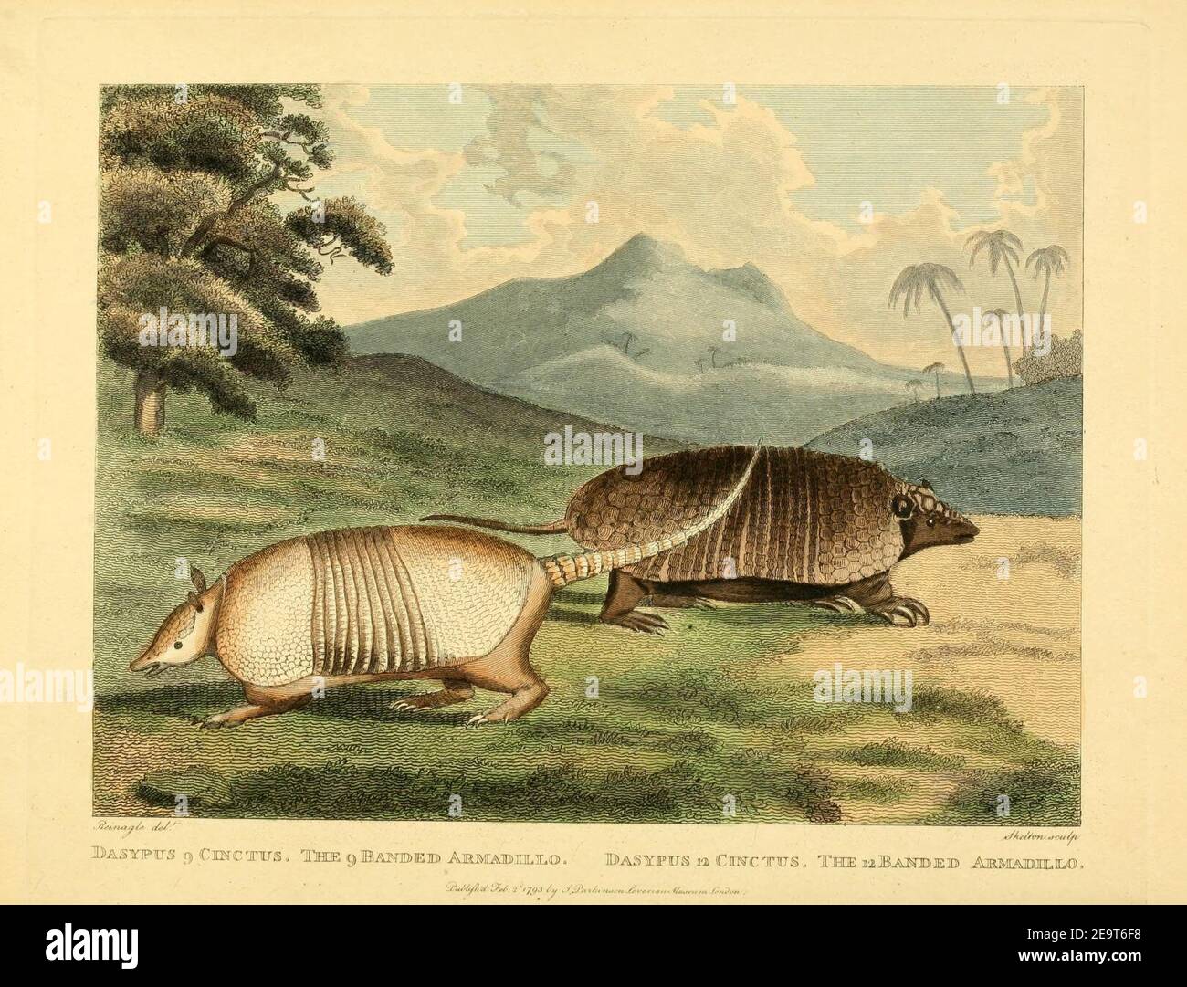 Musei Leveriani explicatio, anglica et latina Stock Photo - Alamy