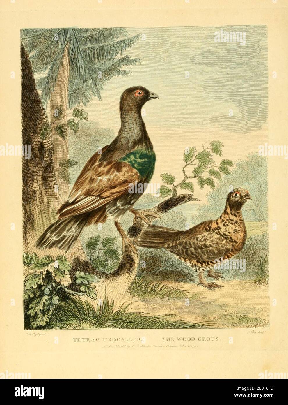 Musei Leveriani explicatio, anglica et latina Stock Photo - Alamy