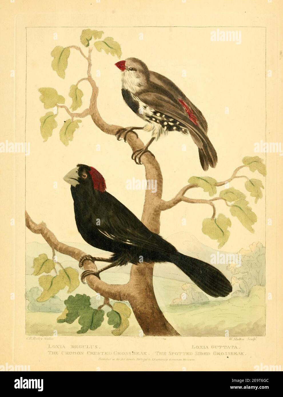 Musei Leveriani explicatio, anglica et latina Stock Photo - Alamy