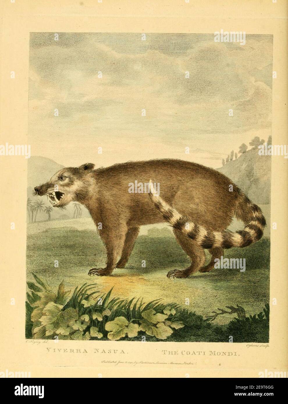 Musei Leveriani explicatio, anglica et latina Stock Photo - Alamy