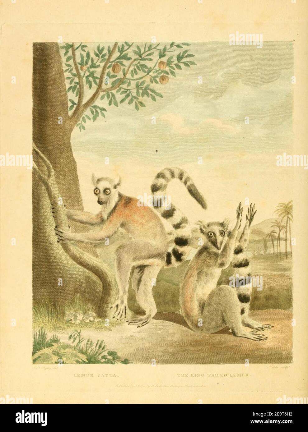 Musei Leveriani explicatio, anglica et latina Stock Photo - Alamy