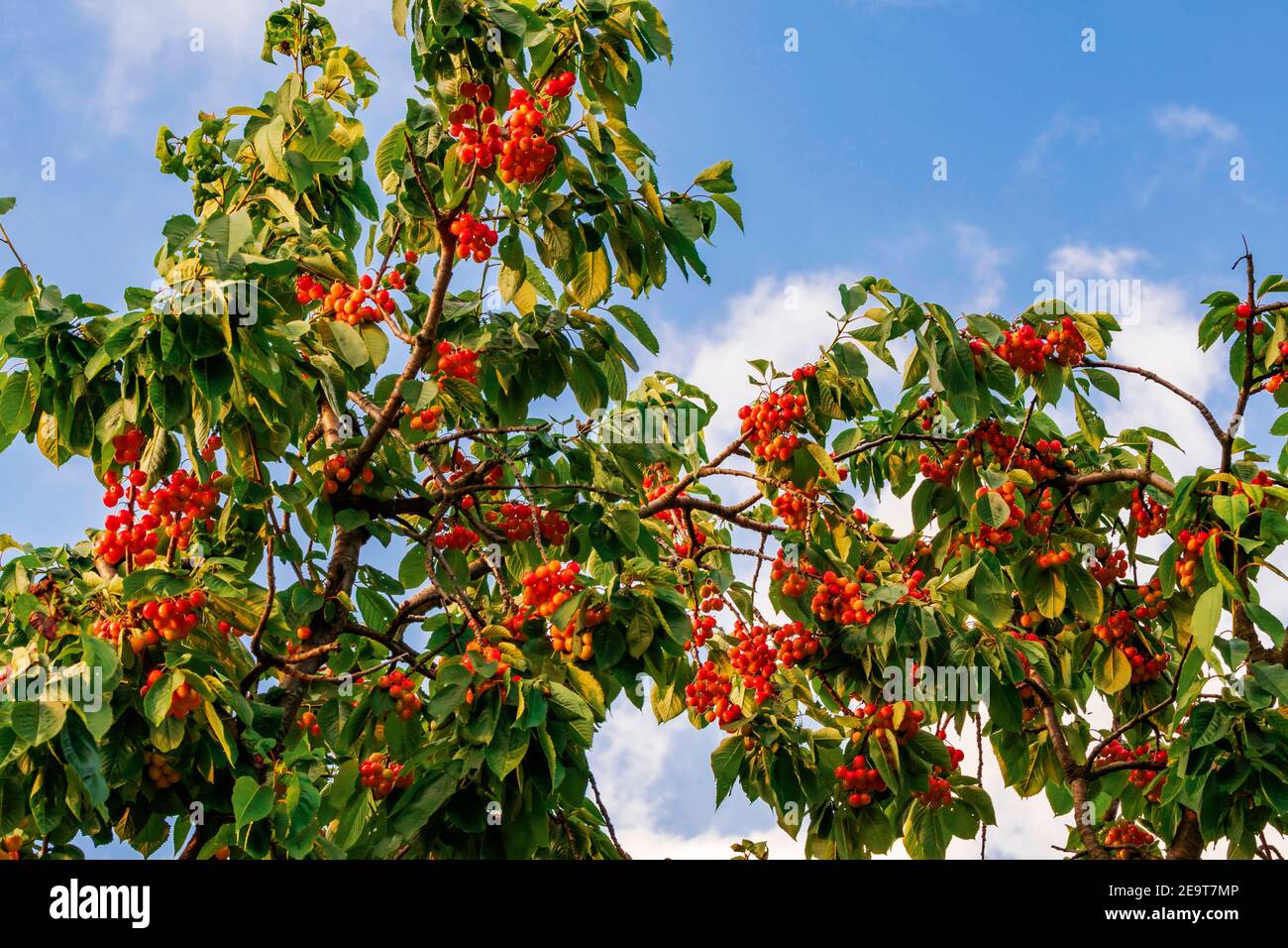 Branch of an old cherry tree with many cherries Stock Photo - Alamy