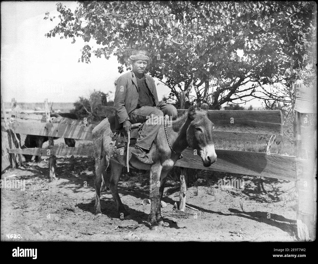 Musha, a Navajo Captain, on his burro, 1898 Stock Photo - Alamy