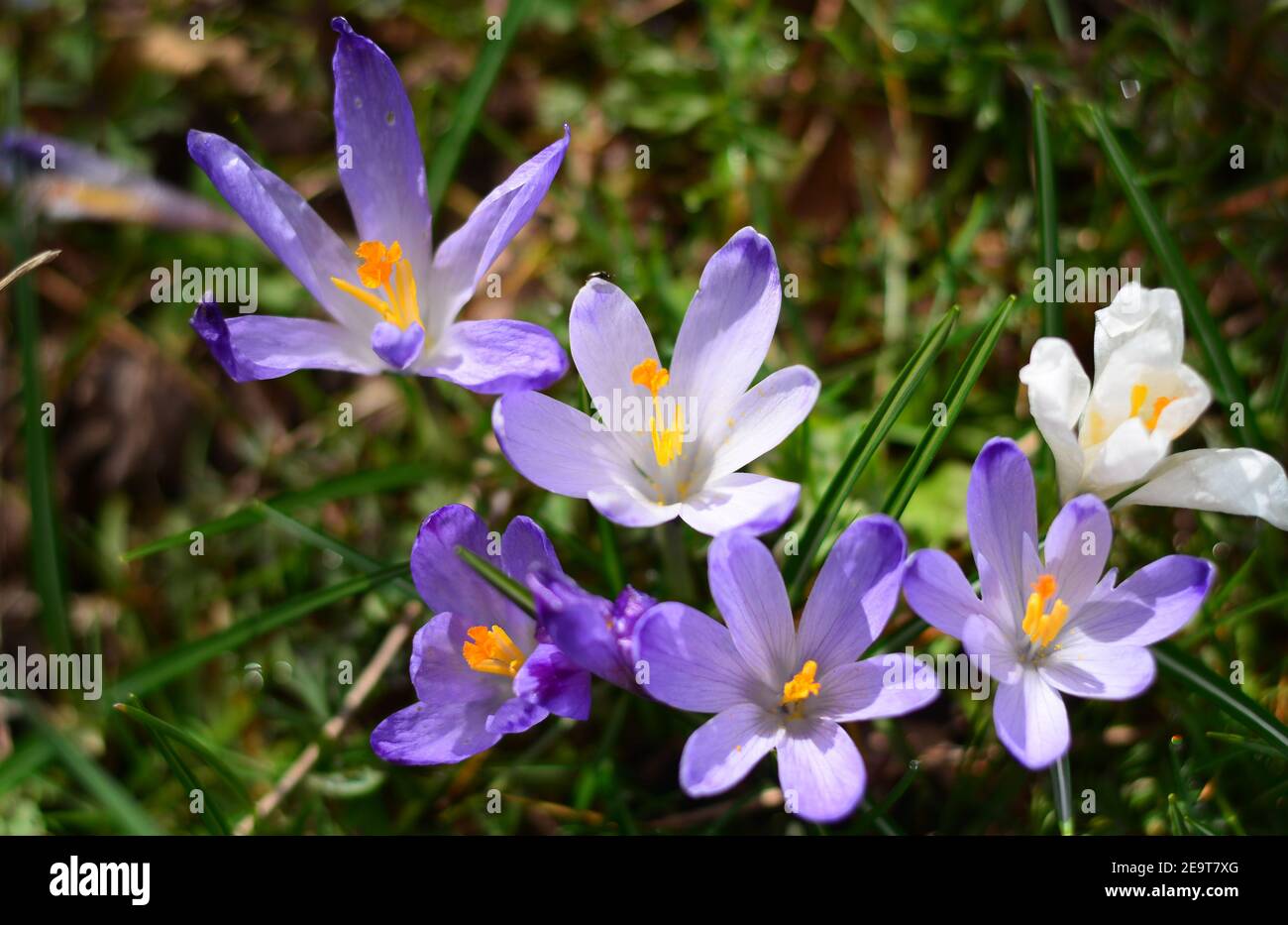 the beautiful colors of spring Stock Photo - Alamy
