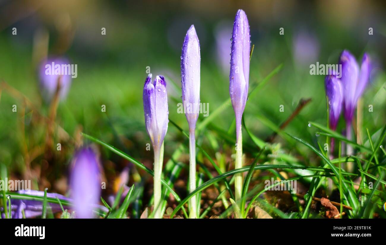 the beautiful colors of spring Stock Photo - Alamy