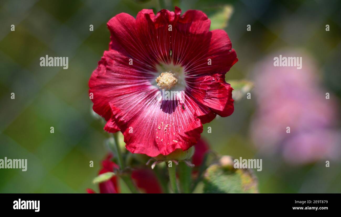 quirky and colorful spring flowers Stock Photo - Alamy