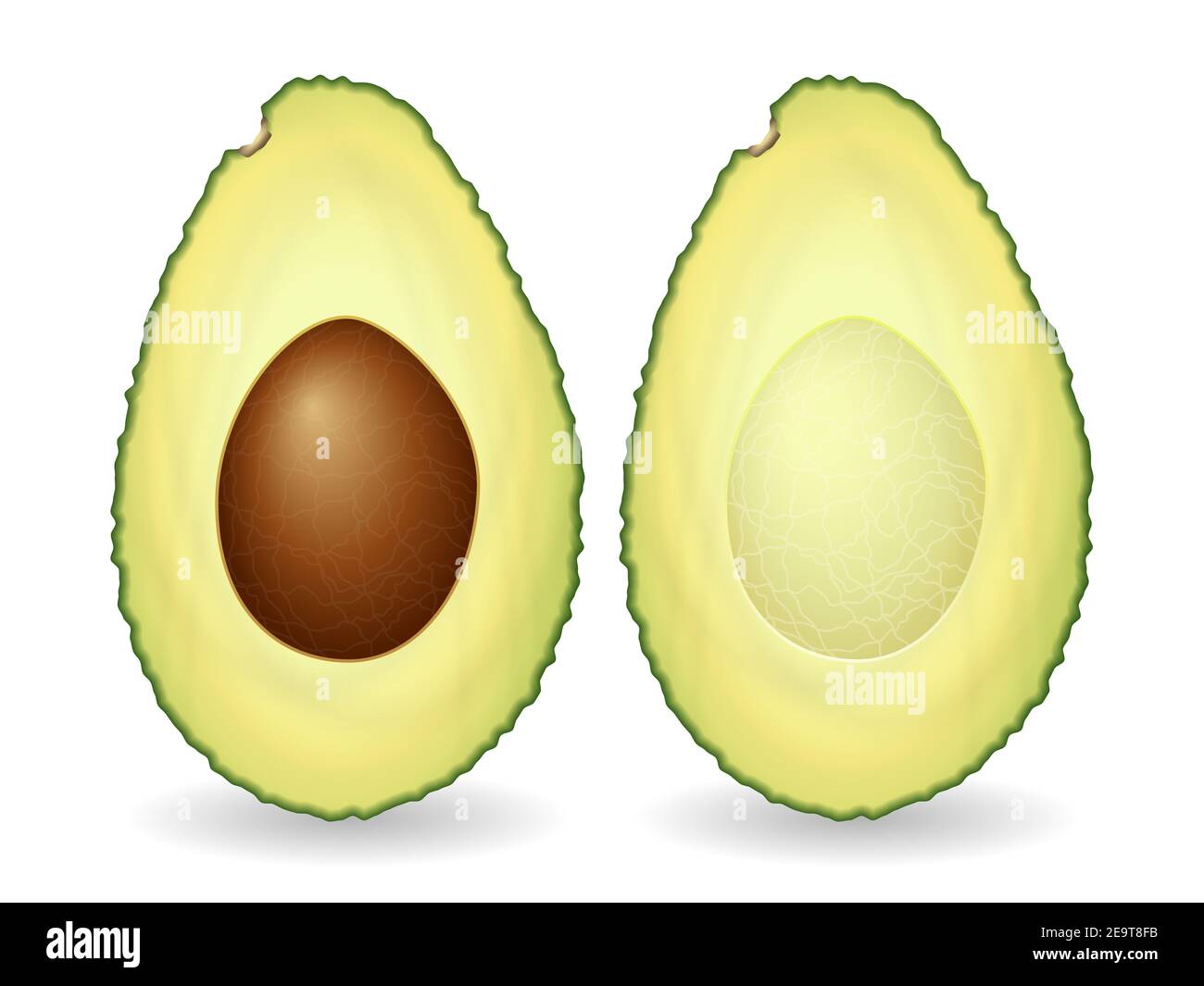 Avocado set on a white background. Vector illustration Stock Photo - Alamy