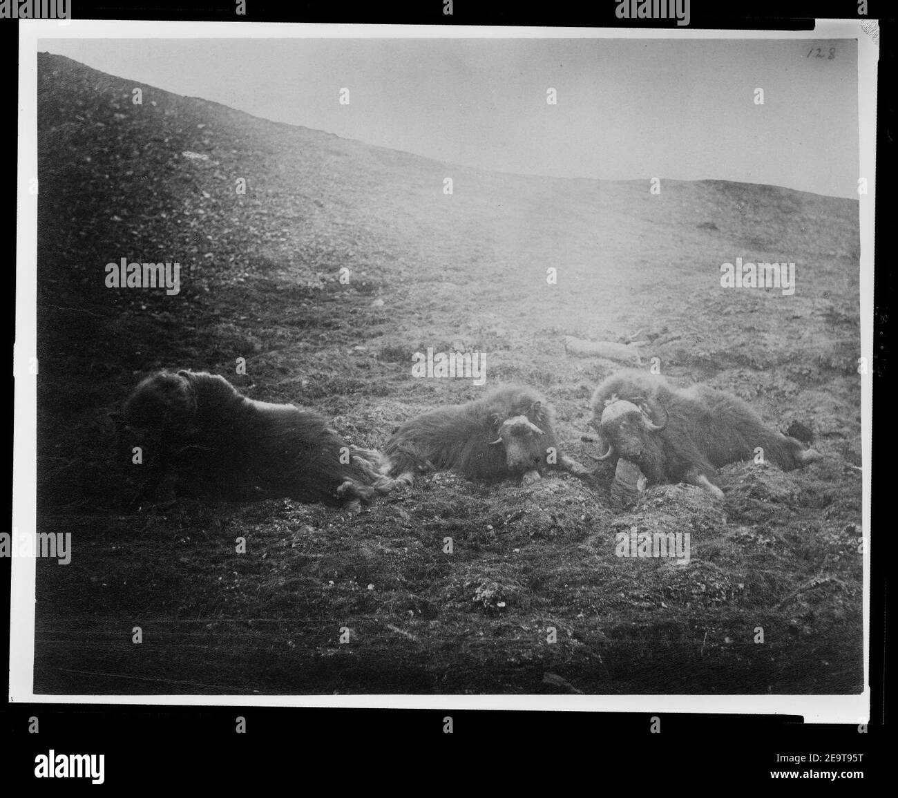 Cattle killed hi-res stock photography and images - Alamy