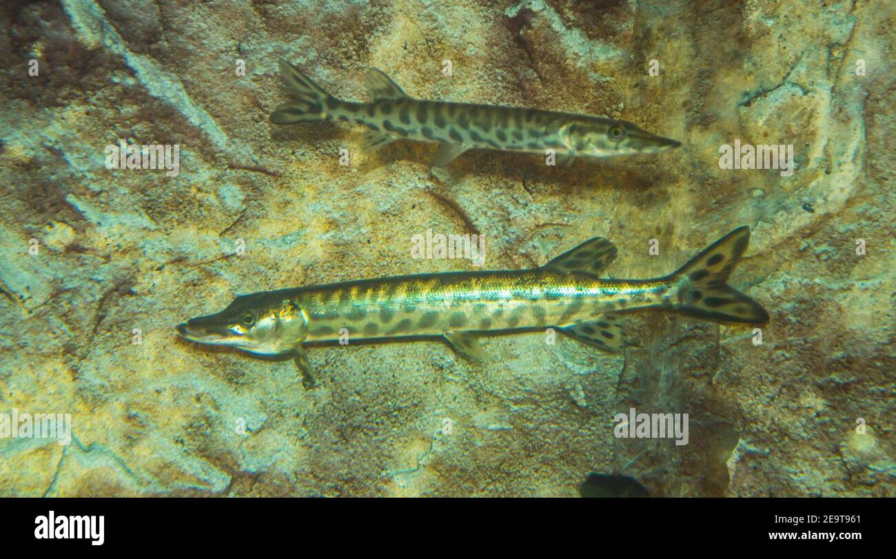 Muskellunge hi-res stock photography and images - Alamy