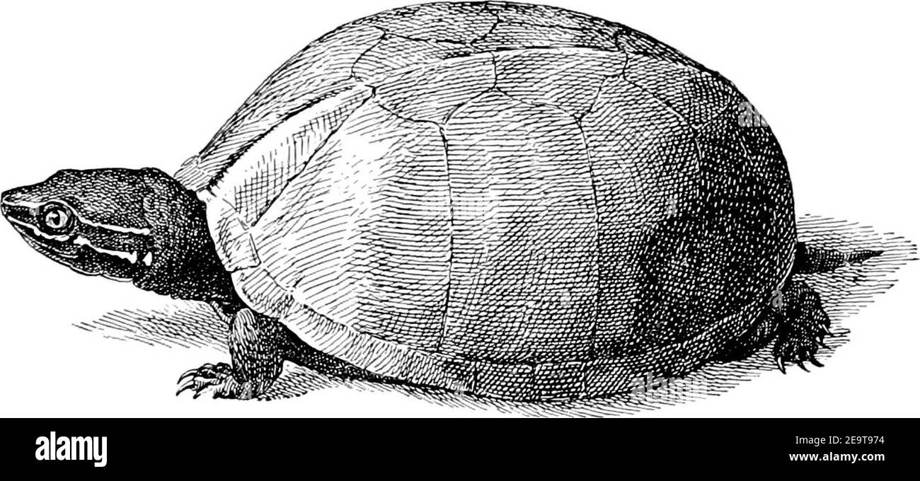 Musk Turtle-TSF 0011 Stock Photo - Alamy