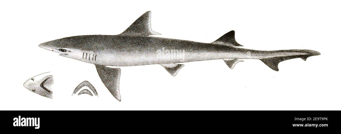 Mustelus Cut Out Stock Images & Pictures - Alamy