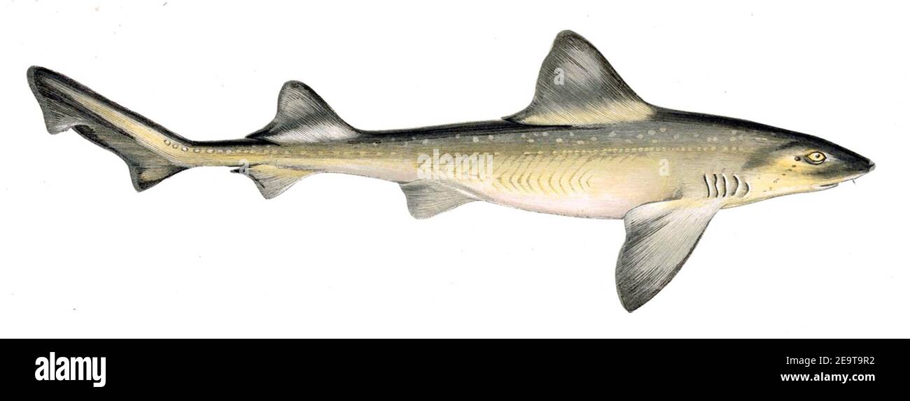 Mustelus mustelus hi-res stock photography and images - Alamy