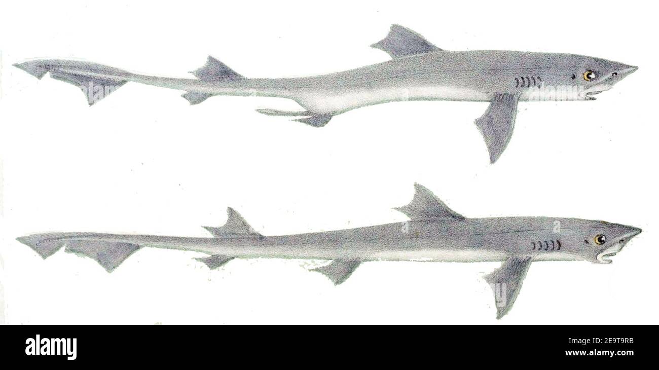 Mustelus mustelus hi-res stock photography and images - Alamy