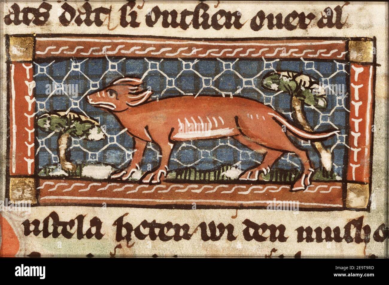 Mustela (weasel) - Der naturen bloeme - Jacob van Maerlant - KB KA 16 ...