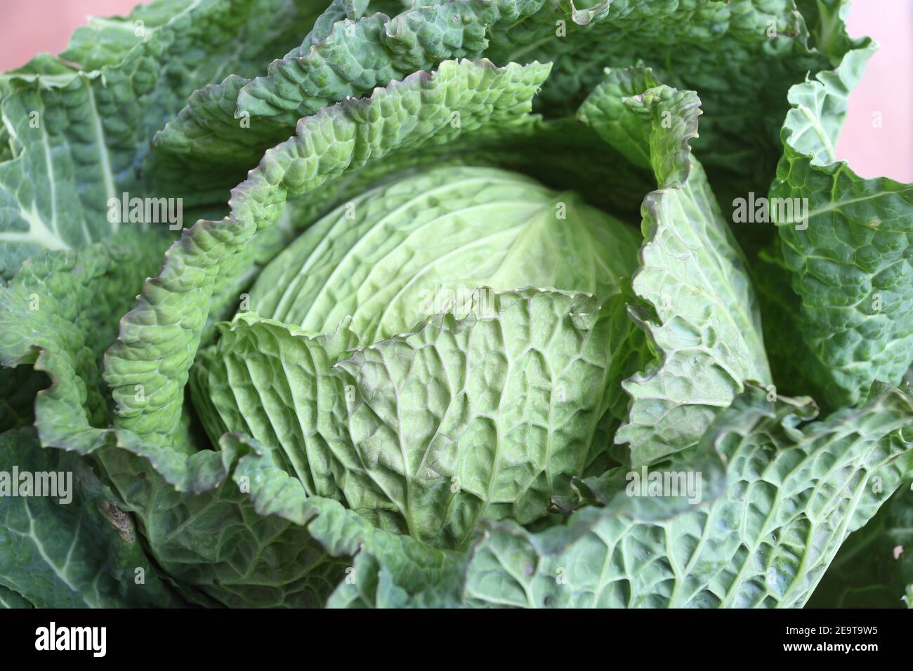 Verza hi-res stock photography and images - Alamy