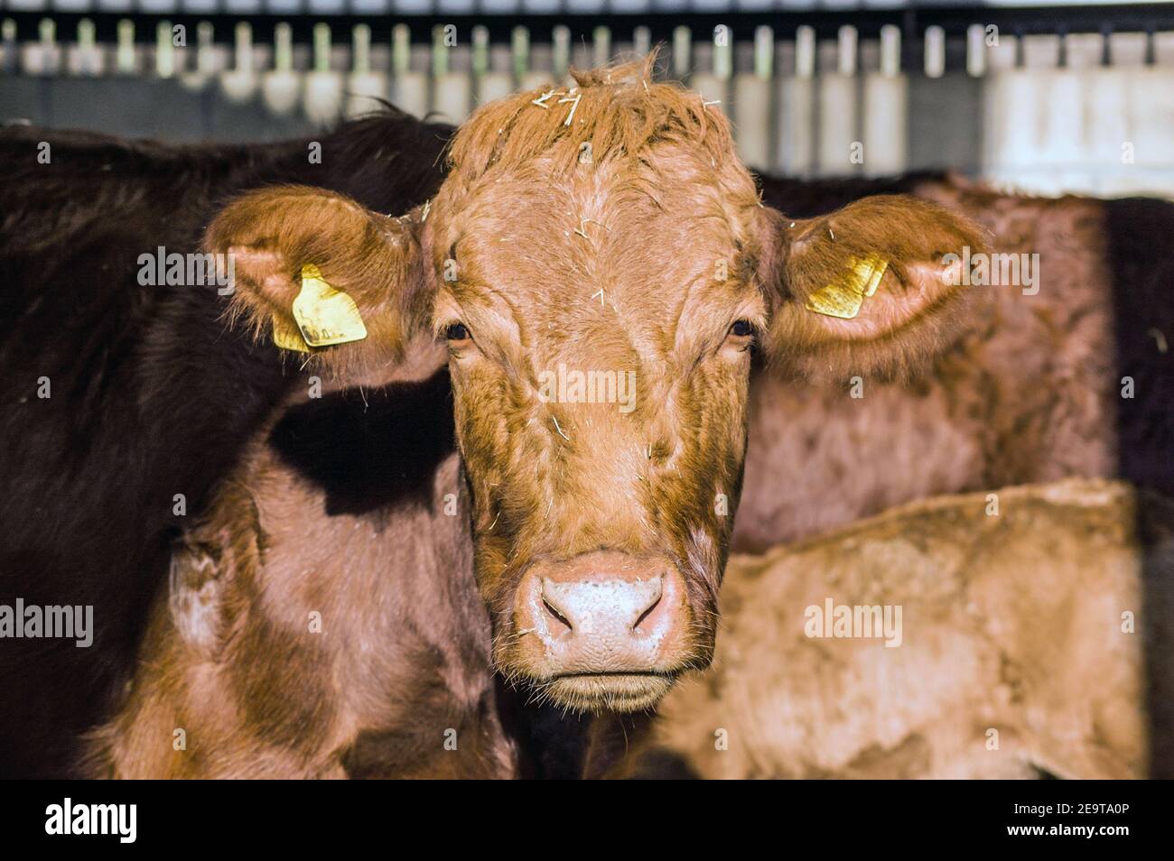 Stabiliser Cattle High Resolution Stock Photography and Images - Alamy