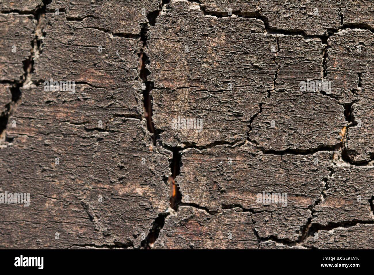 birch cracked bark texture natural background Stock Photo - Alamy