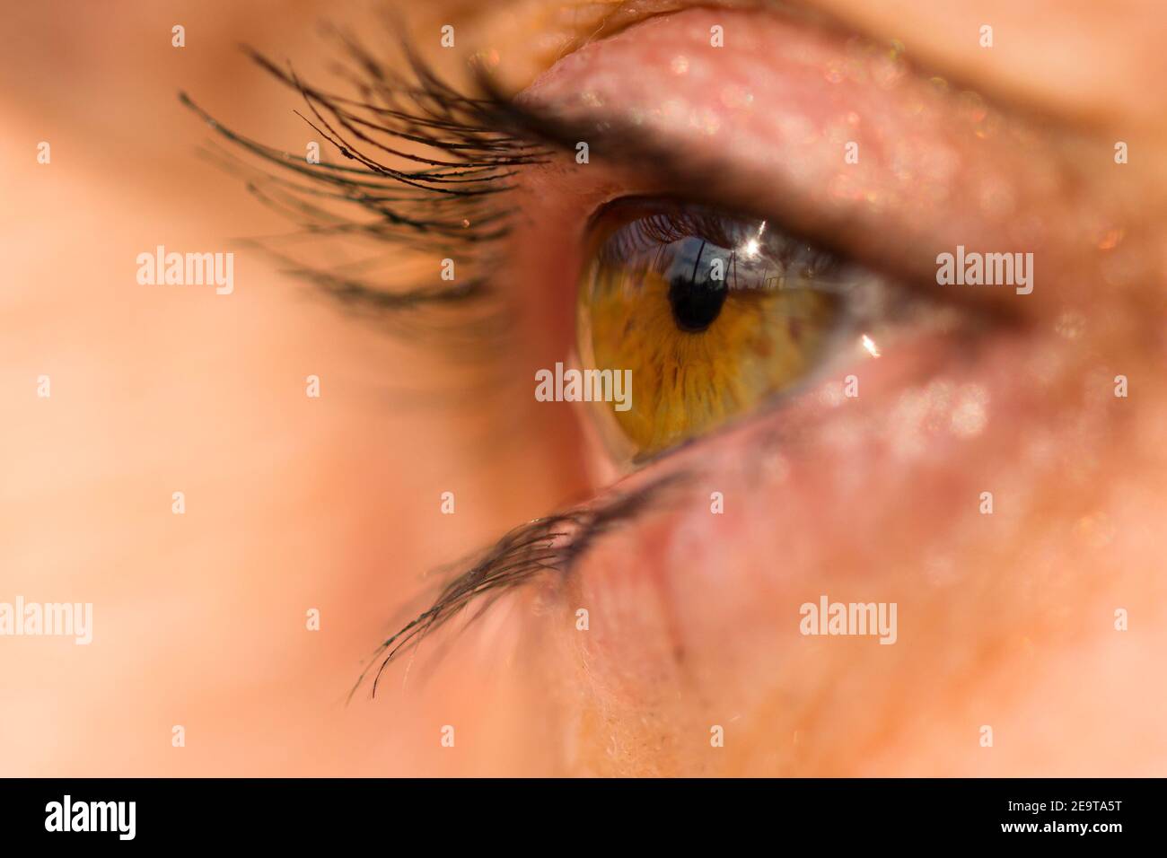 Green yellow eye hi-res stock photography and images - Alamy