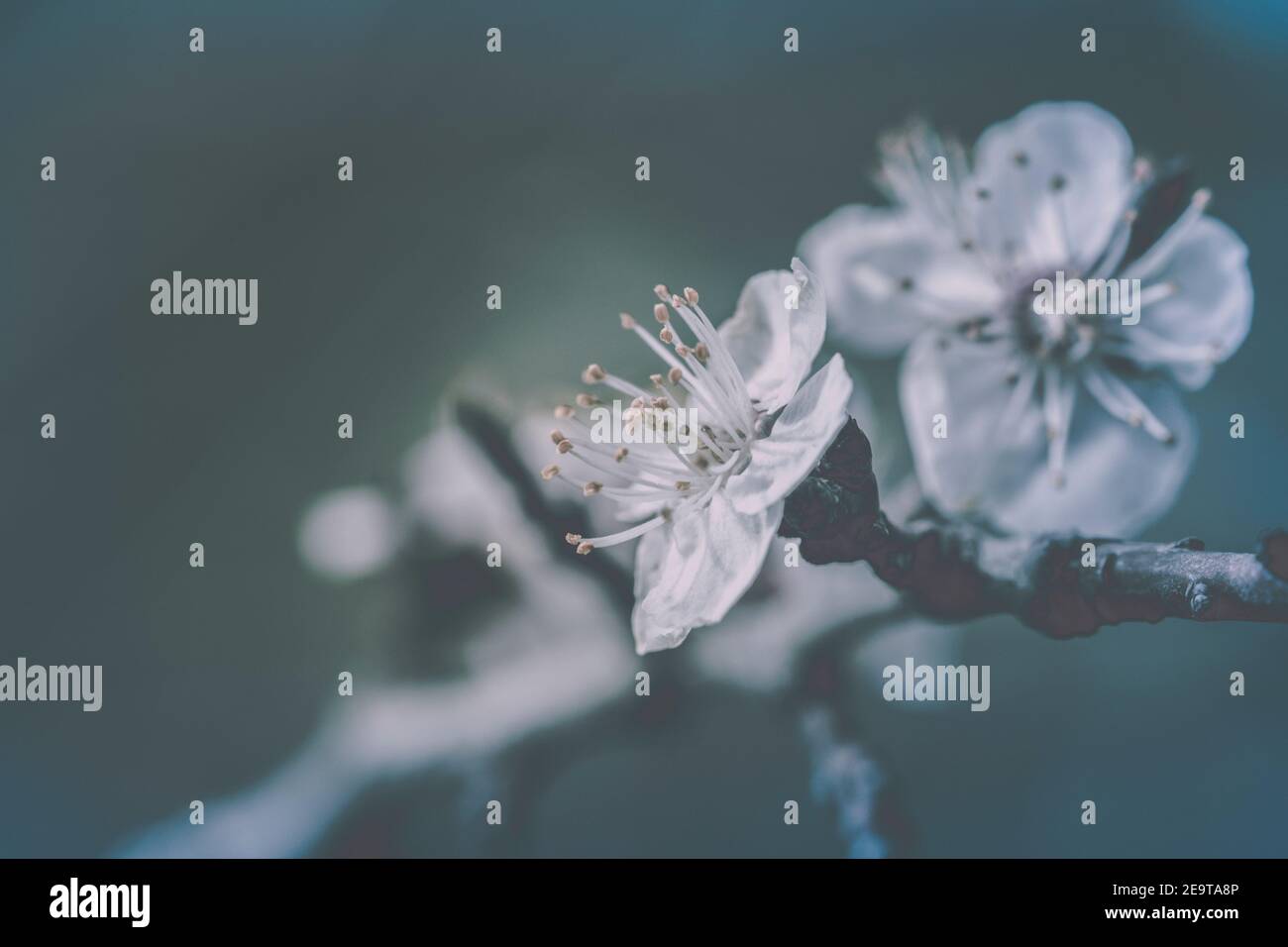 Macro cherry blossom tree branch. spring pastel blooming flower Stock ...