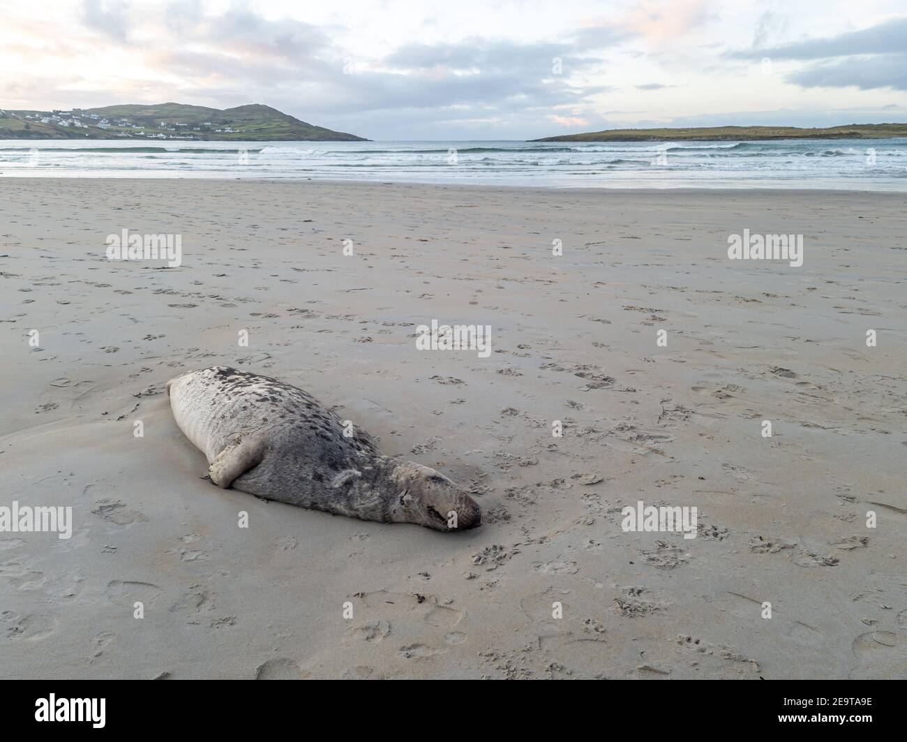 Dead seal lying on Narin beach by Portnoo - County Donegal, Ireland ...