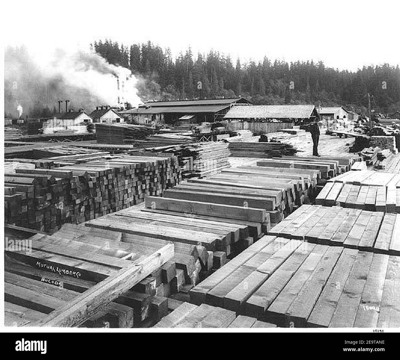 Mutual Lumber Co mill and drying yard, Bucoda Stock Photo - Alamy