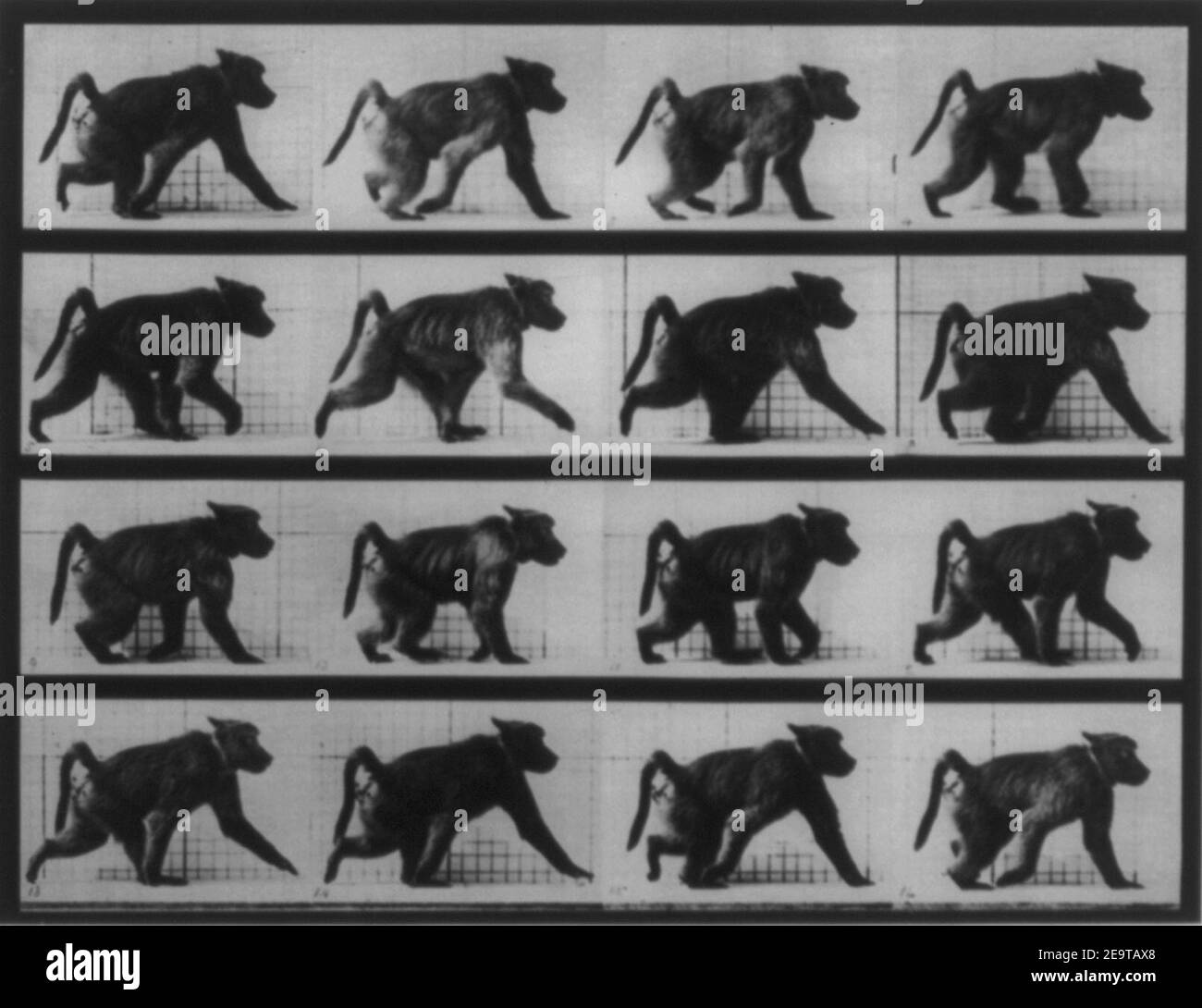 Muybridge baboon running 1 Stock Photo - Alamy