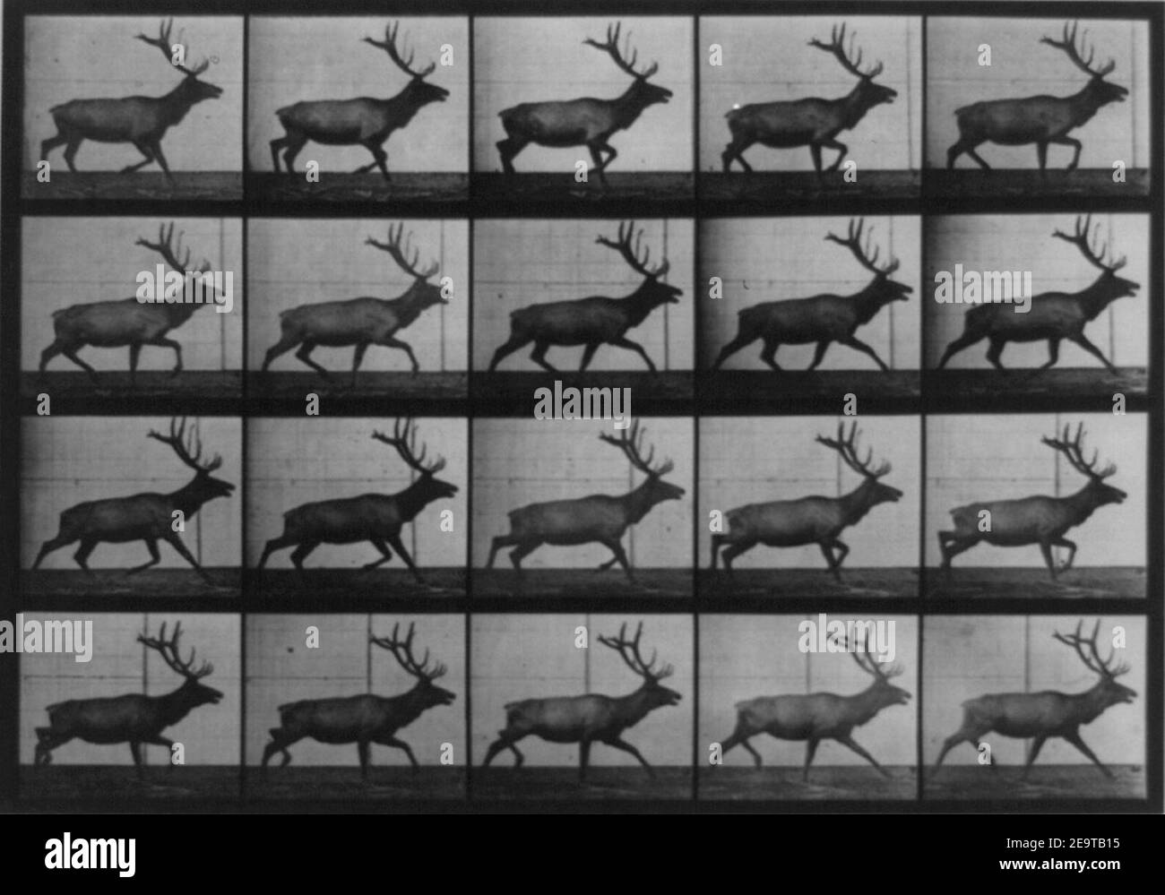 Muybridge elk running Stock Photo - Alamy