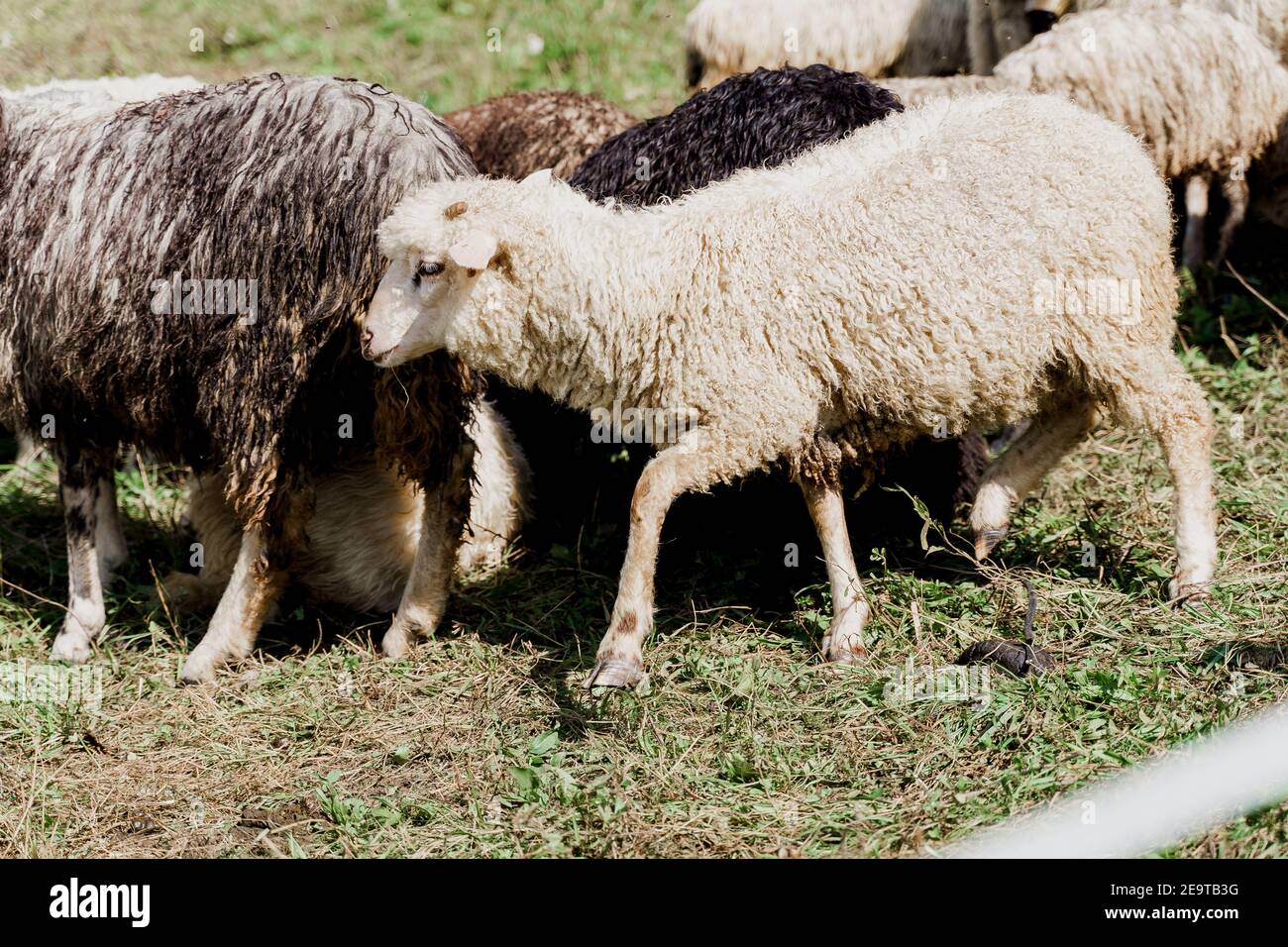 Rams tongue hi-res stock photography and images - Alamy