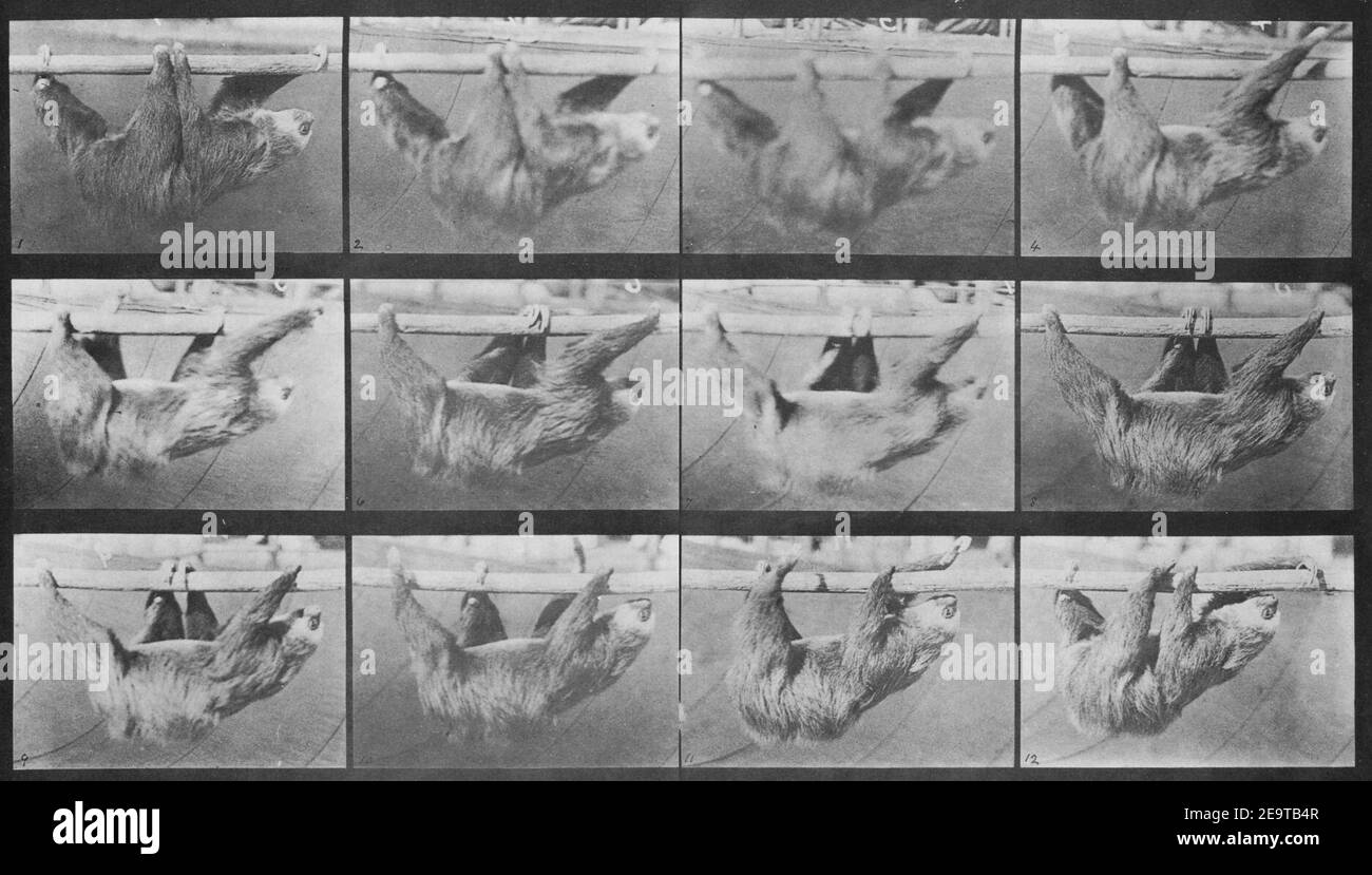 Faultier High Resolution Stock Photography and Images - Alamy