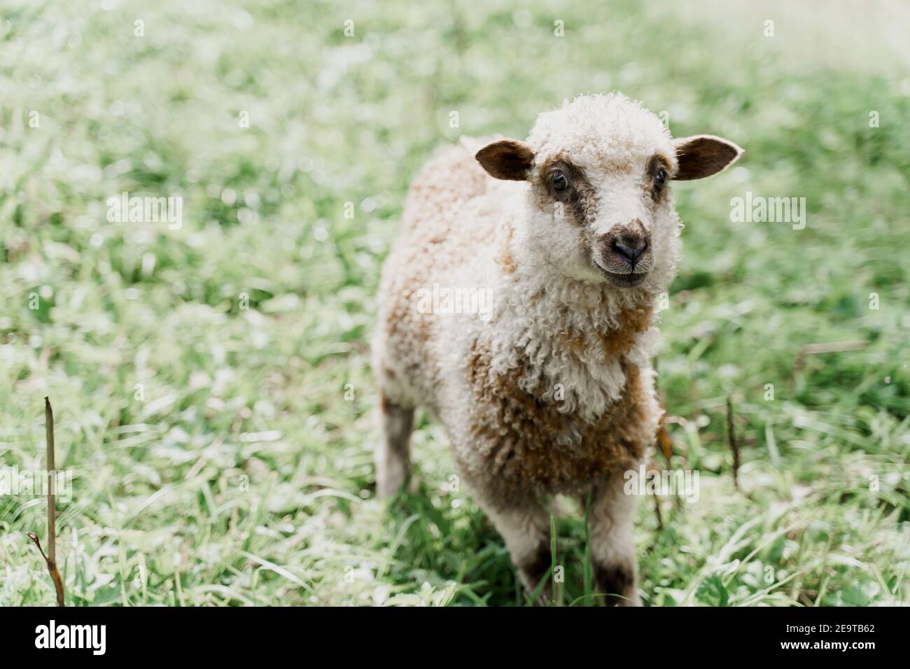 Excited Animal Funny