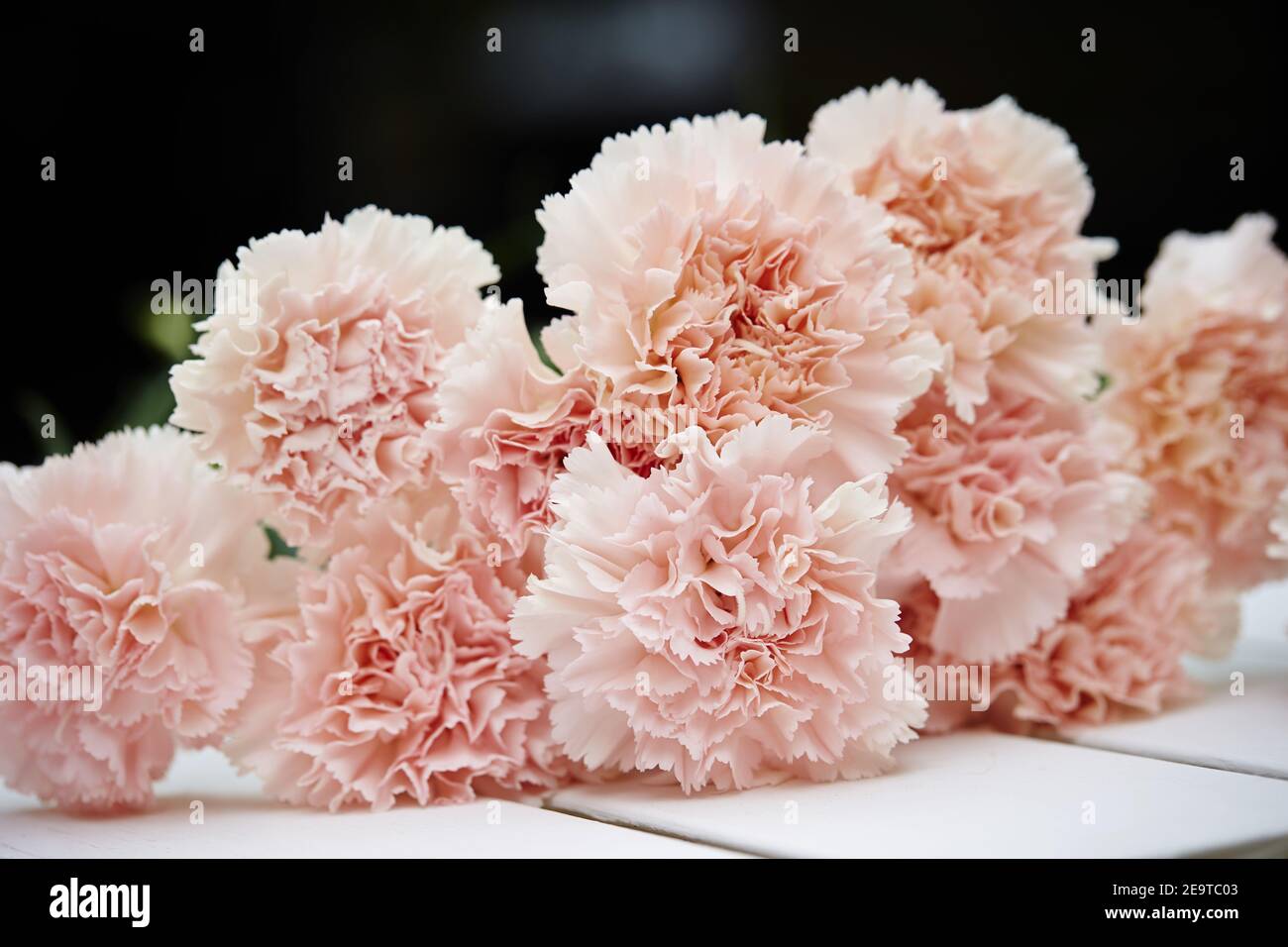 Closeup of beautiful pink carnation flowers on a white surface Stock ...
