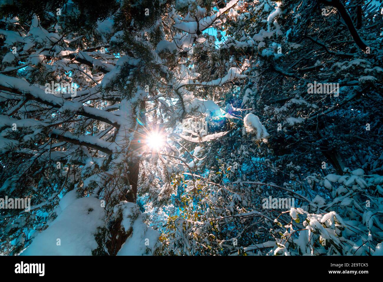 Snowy trees and sunlight. Winter background photo. Forest and winter ...