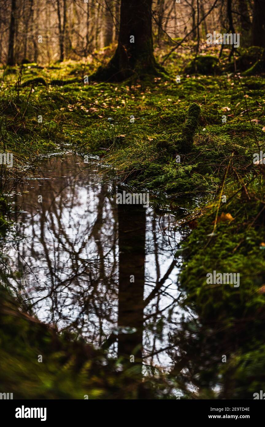 Selective focus shot of a tree reflected from the rainwater puddle Stock Photo - Alamy