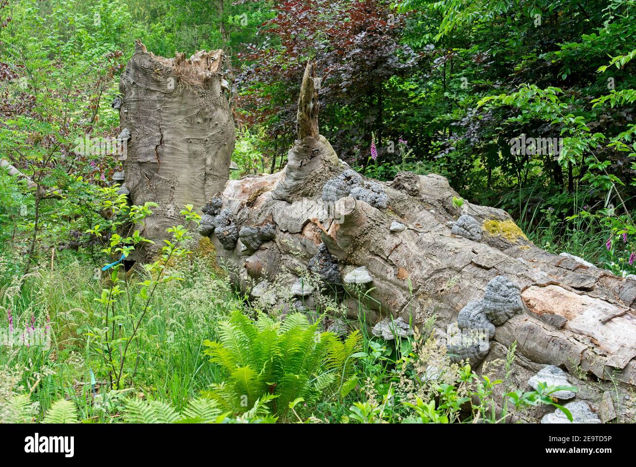 Bennekom Netherlands - 7 June 2020 - Dead tree in Arboretum Westereng ...