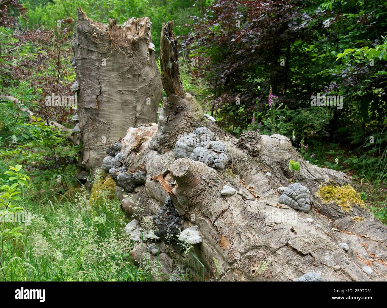 Bennekom Netherlands - 7 June 2020 - Dead tree in Arboretum Westereng ...