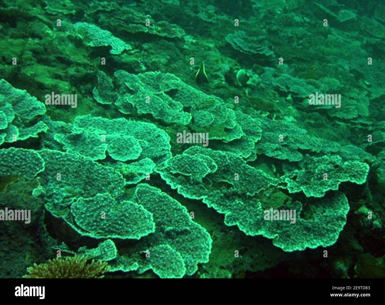 Mycedium hi-res stock photography and images - Alamy