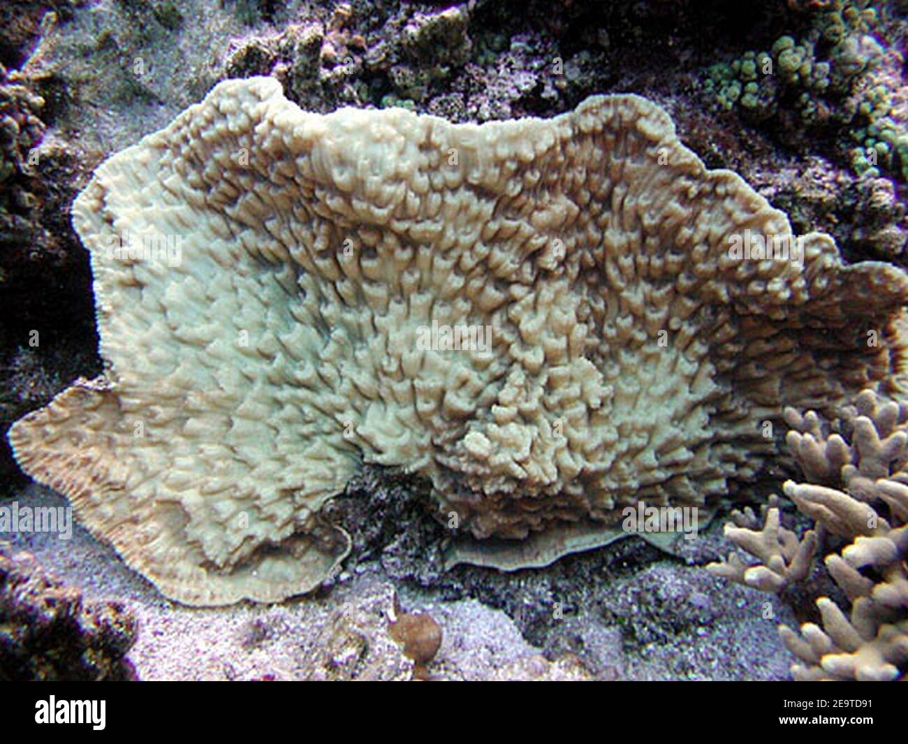 Mycedium elephantotus. Samoa Americana Stock Photo - Alamy