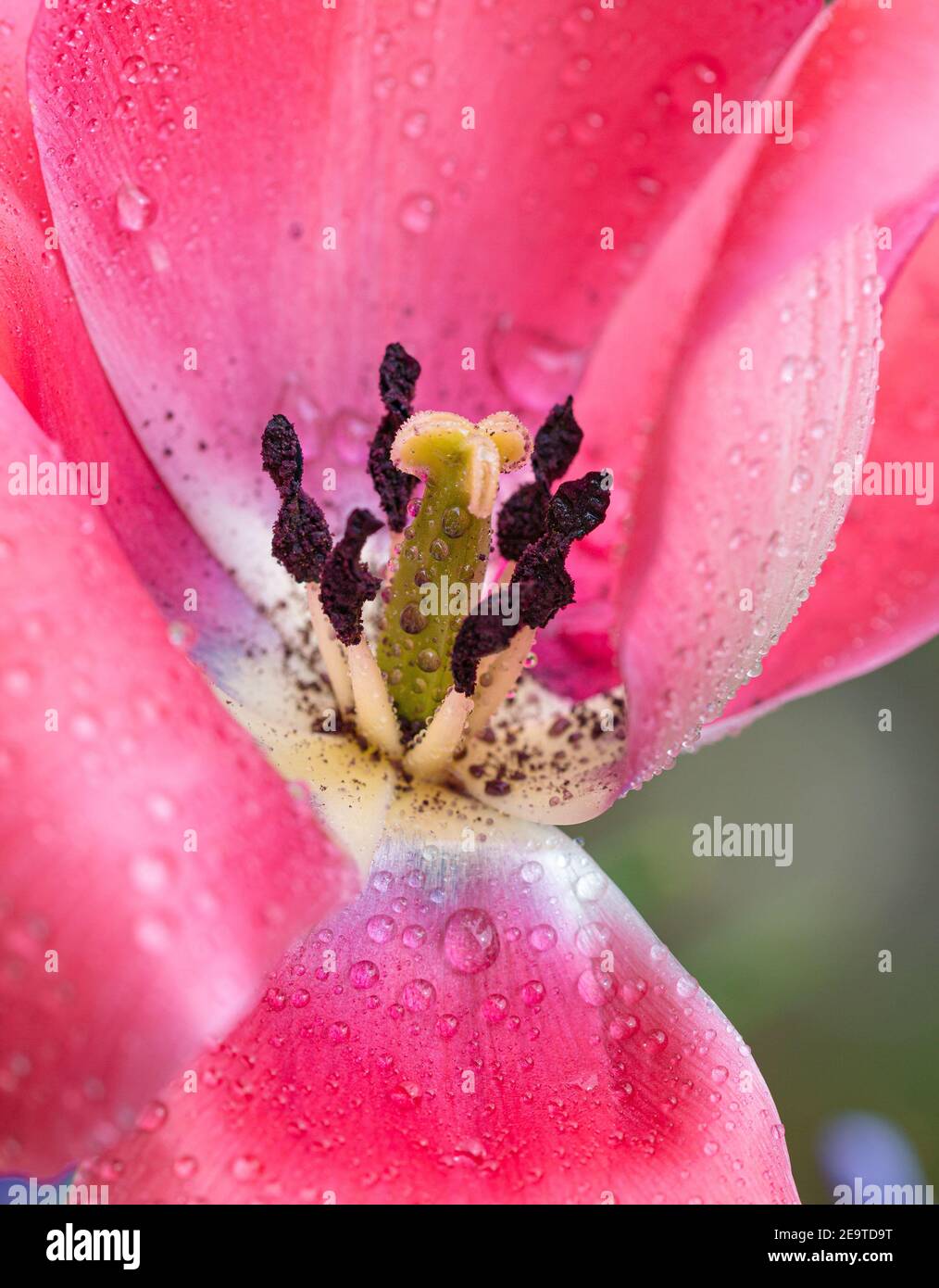 Tulip stamen pistil macro hi-res stock photography and images - Alamy