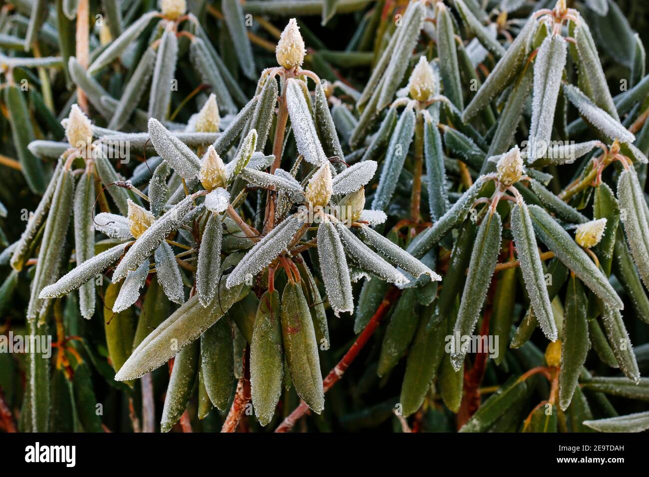 Rhododendron (Azalea) under the frost. Garden in winter Stock Photo - Alamy