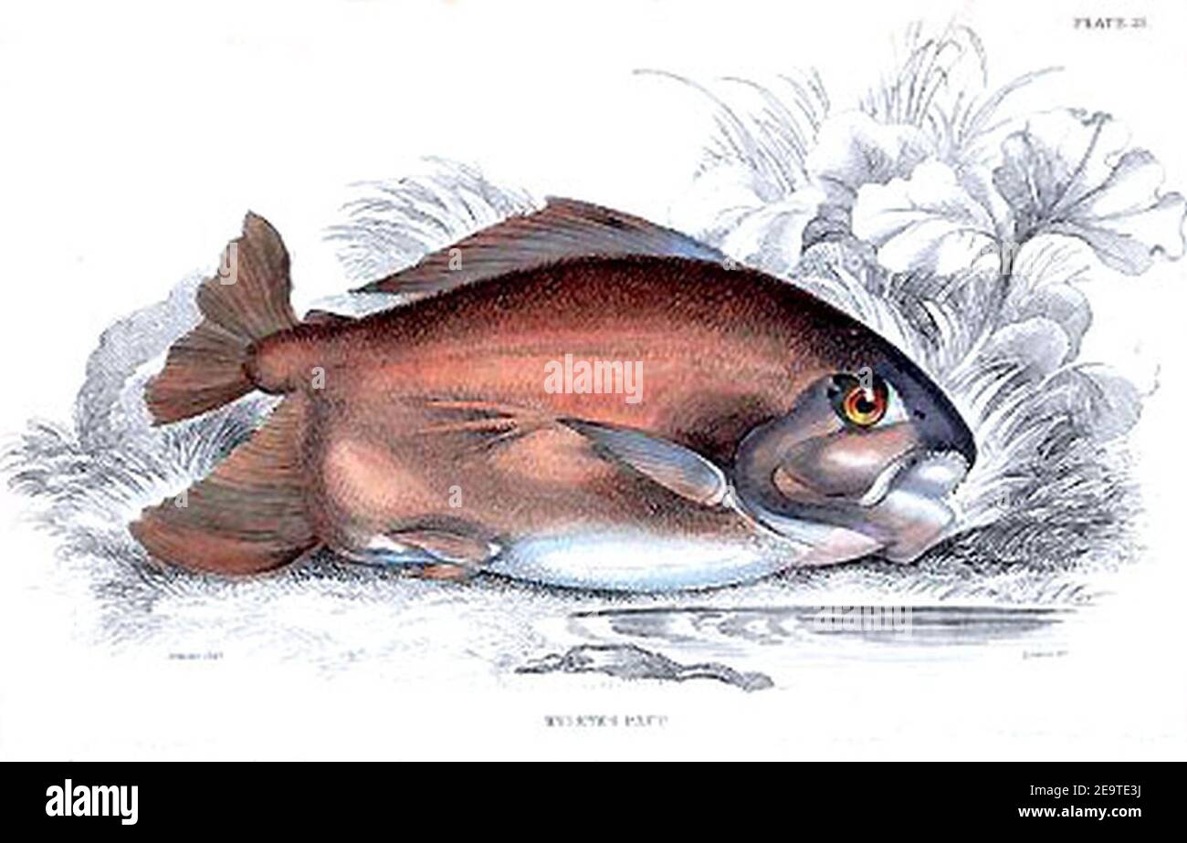 Myleus pacu hi-res stock photography and images - Alamy