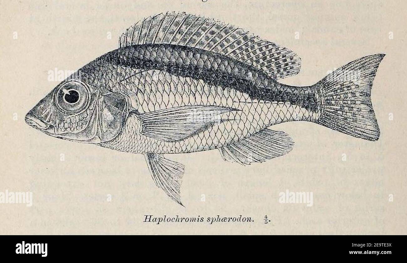 Mylochromis hi-res stock photography and images - Alamy