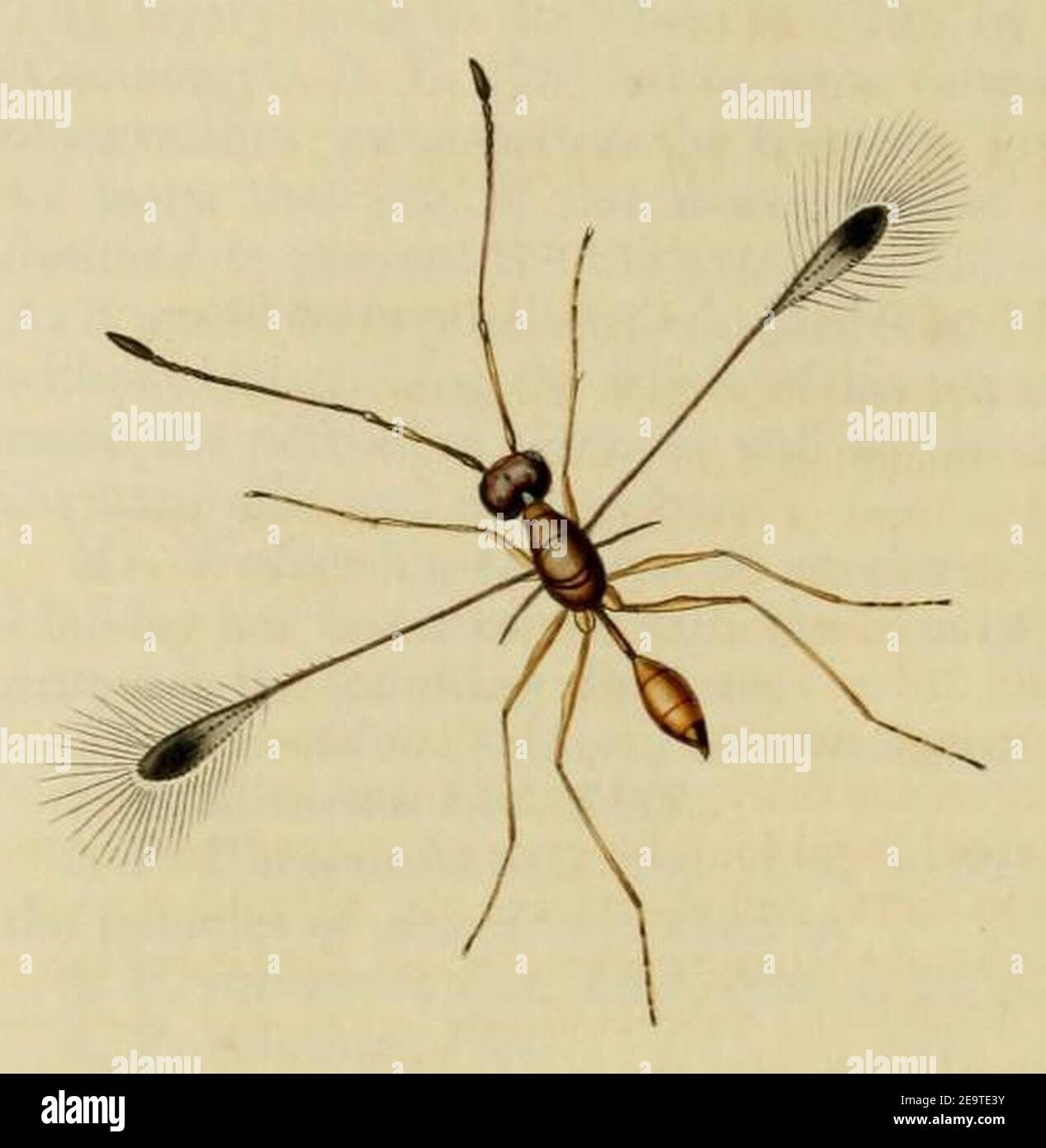 Mymar pulchellum hi-res stock photography and images - Alamy