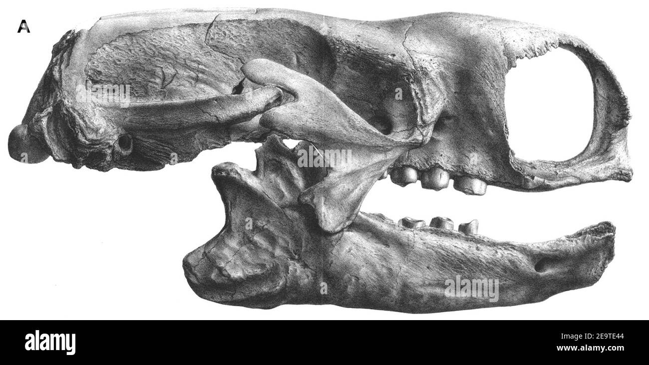 Mylodon skull hi-res stock photography and images - Alamy