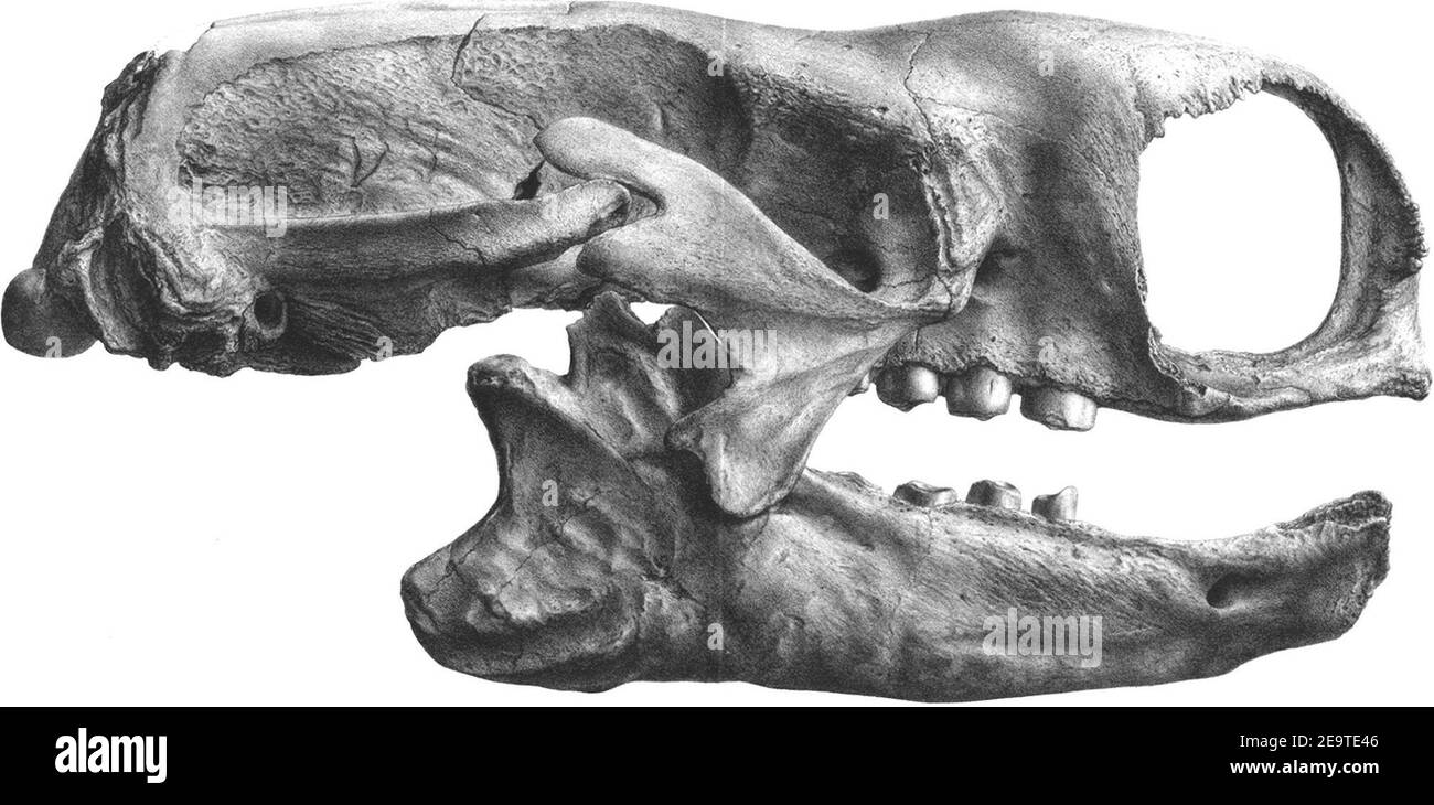 Mylodon skull hi-res stock photography and images - Alamy