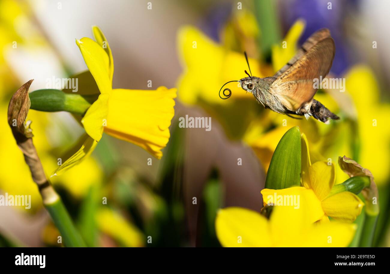Hummingbird Hawk Moth Butterfly Hummingbird Hawk Moth (Macroglossum