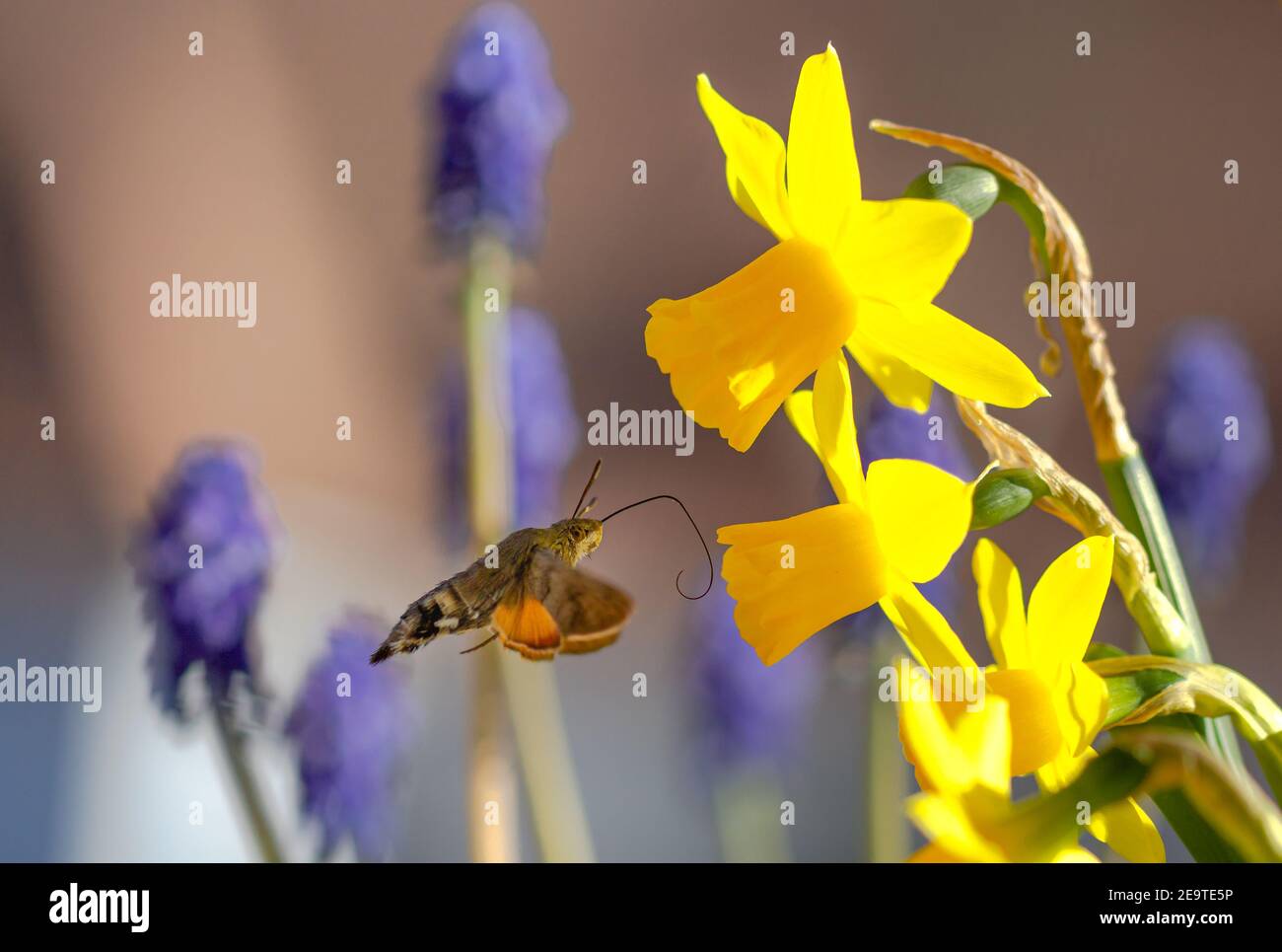 Hummingbird hawk-moth (Macroglossum stellatarum) butterfly in flight to ...