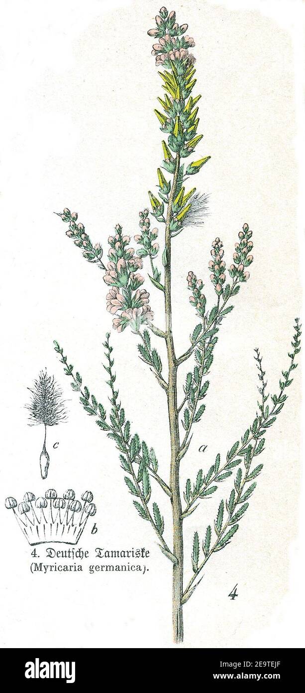 Myricaria germanica hi-res stock photography and images - Alamy