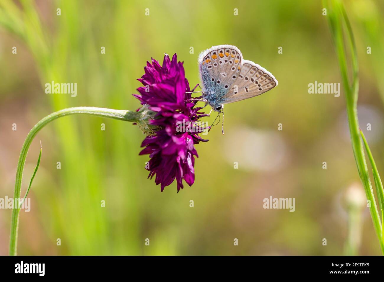 Blue cornflower meadow butterfly hi-res stock photography and images ...