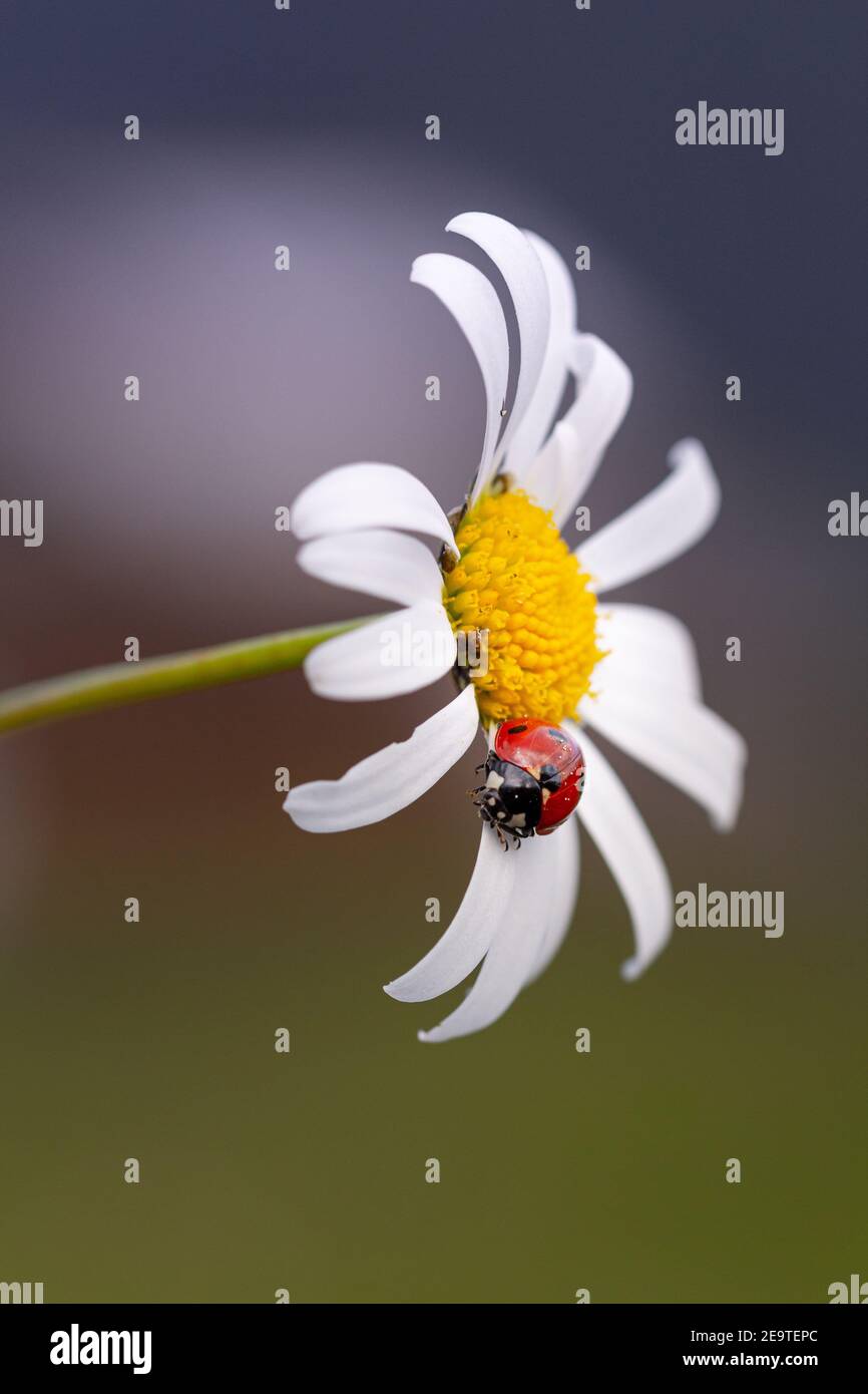 Ladybird mountain hi-res stock photography and images - Alamy