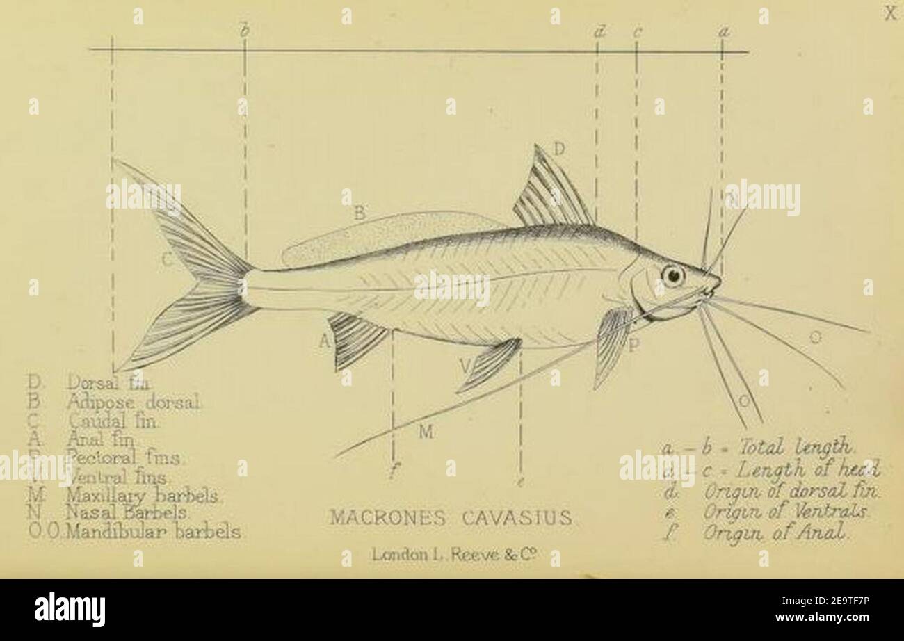 Mystus hi-res stock photography and images - Alamy